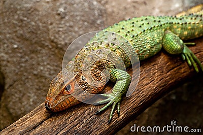 Orange Headed Lizard Royalty Free Stock Photos - Image: 10241818