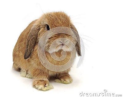Cute Orange Lop Rabbit Stock Photo - Image: 45555625
