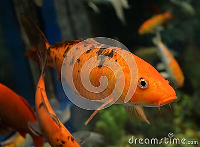 Orange Koi Carp Stock Photo - Image: 65002441