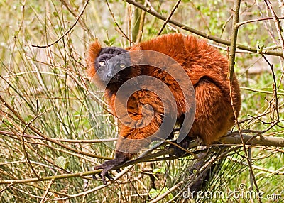 Orange Monkey Stock Photos - Image: 8460173
