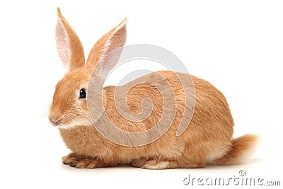 Orange Rabbit Royalty Free Stock Image - Image: 34382706