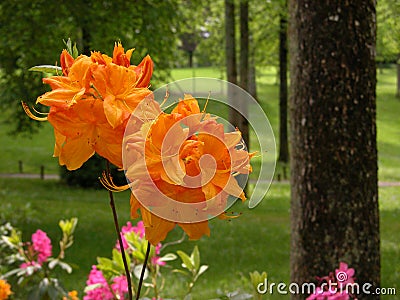 Orange Rhododendron Stock Photo - Image: 11667450