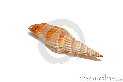 Orange Sea Shell Stock Images - Image: 1666864
