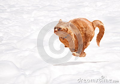 Orange Tabby Cat Running Across Snow Royalty Free Stock Image - Image ...