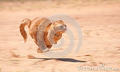 Orange Tabby Cat Running Full Speed Royalty Free Stock Photo - Image ...