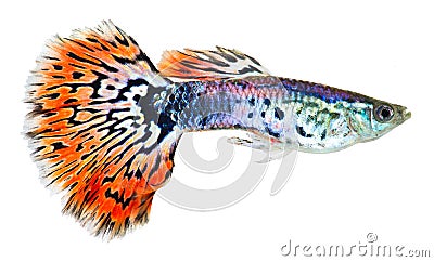 Orange Tail Guppy Fish Royalty Free Stock Image - Image: 28693226