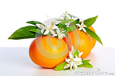 Oranges With Orange Blossom Flowers On White Stock Photo - Image: 55490101