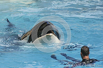 Orca Whale With Trainer Royalty-Free Stock Photography | CartoonDealer ...