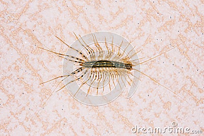 The Ordinary Flycatcher Scutigera Coleoptrata, Centipede Flycatcher ...