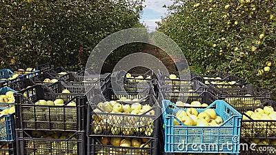Organic Apple Baskets after Harvest with Apple Trees in a Garden Stock ...