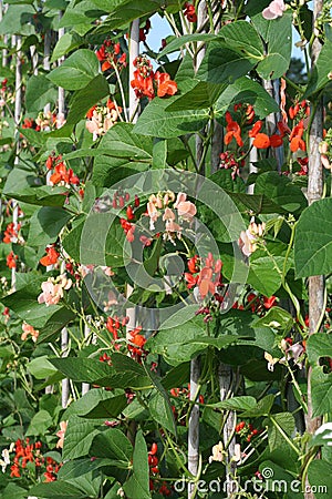 Organic Climbing Runner Or Pole Beans. Stock Photos - Image: 20266103