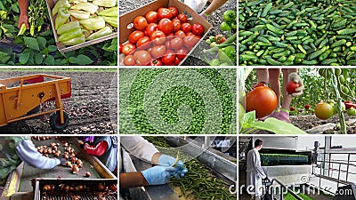 Organic Vegetable Production-Multi Screen Stock Video - Video of food ...