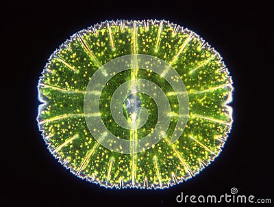 Red Algae Under the Microscope Stock Image - Image of meerwasser ...