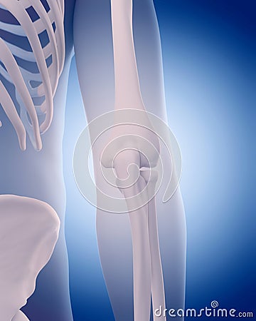 Os Du Coude Illustration Stock - Image: 58830393