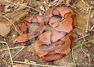 Osage Copperhead Snake Coiled Stock Image | CartoonDealer.com #21065113