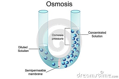 Osmosis Process Solvent Passing Through The Semipermeable Membrane ...