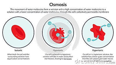 Osmosis In Red Blood Cells Science Vector Illustration Diagram ...