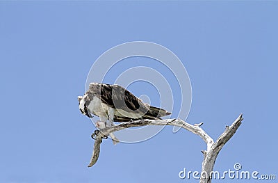 Osprey Holding A Fish In Its Talons Stock Photos - Image: 32939303