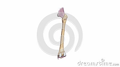 Osso Del Femore Con I Legamenti Stock Footage - Video di cresta, vasi ...