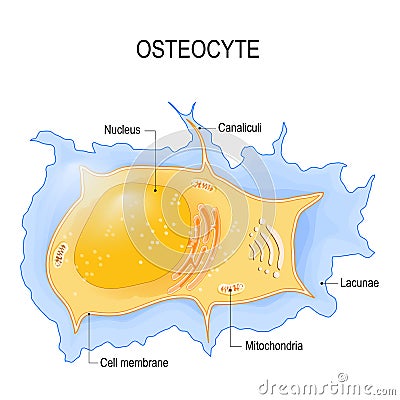 Osteocyte. Structure Of Bone Cell Vector Illustration | CartoonDealer ...