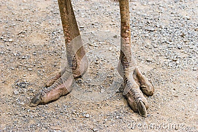 Ostrich Feet Stock Photography - Image: 2329512