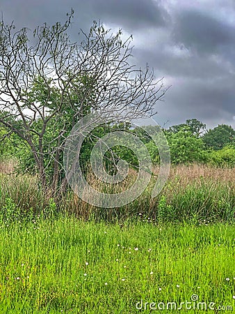 Outdoor Scene With Foreboding Clouds, Bare Tree, Native Plants Stock ...