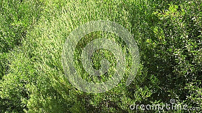 Plants blowing in wind stock footage. Video of nature - 152563330