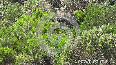 Windy Weather and Forest Trees Stock Footage - Video of wind, natural ...