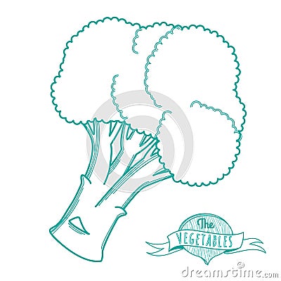 Outline Hand Drawn Sketch Of Broccoli (flat Style, Thin Line) Stock ...