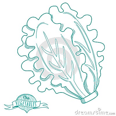Outline Hand Drawn Sketch Of Lettuce (flat Style, Thin Line) Stock ...
