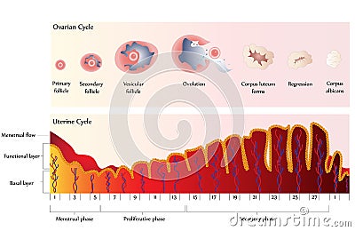 Ovarian Cyst And Menstrual Cycle