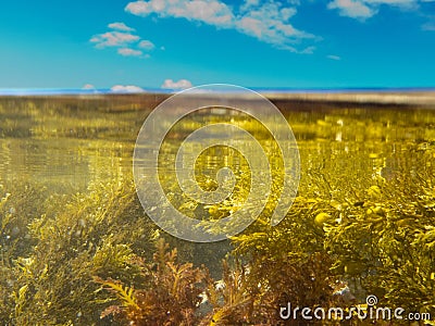 Over-under Split Shot Of Clear Water In Tidal Pool Stock Image ...