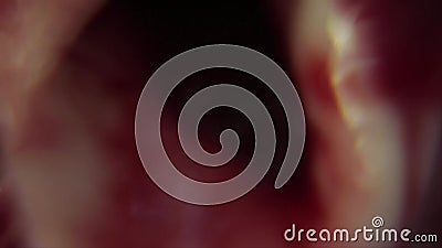 Overcranked Footage of Internal Organs Showing Elements of Blood and ...