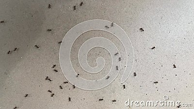 Overhead View of an Infestation of Ants Stock Footage - Video of ...