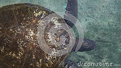 Overhead View of Sea Turtle Stock Video - Video of turtle, tropical ...