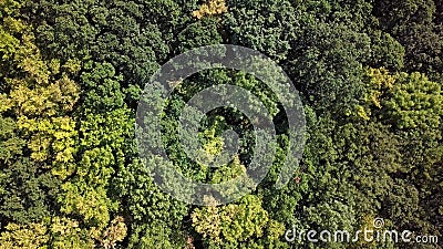 Overhead View of Top of Summer Forest Stock Footage - Video of ...