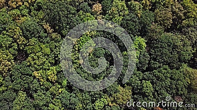 Overhead View of Top of Summer Forest Stock Footage - Video of sunlight ...