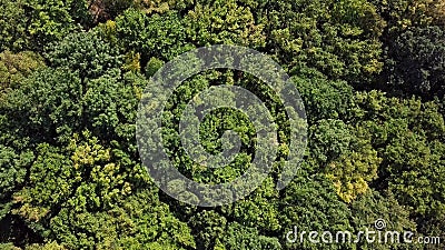Overhead View of Top of Summer Forest Stock Video - Video of park ...