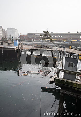 Overview Of Massive Partial Collapse Of Pier 58 At Elliott Bay, Seattle ...