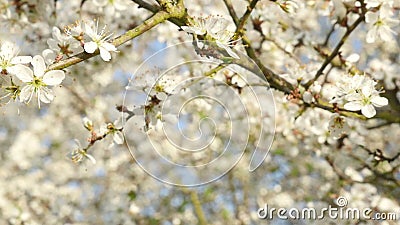 Witte Kersen Bloesem in Een Tuin. Bloeiende Bomen in Het Voorjaar Van ...