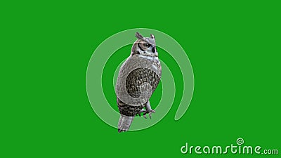Owl with Green Screen Background Stock Footage - Video of night ...