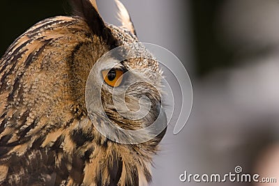 Owl Profile Stock Photo - Image: 16485620
