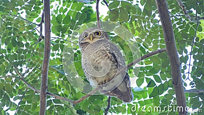 Owls In Tropical Rainforest Stock Video - Video of eyes, leaf: 164957771