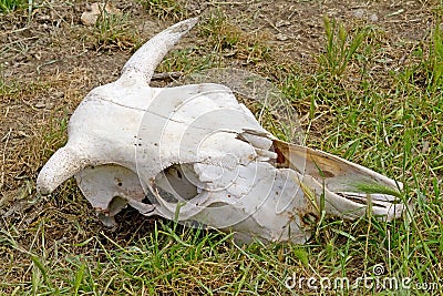 Ox Skull Stock Photos - Image: 19733233
