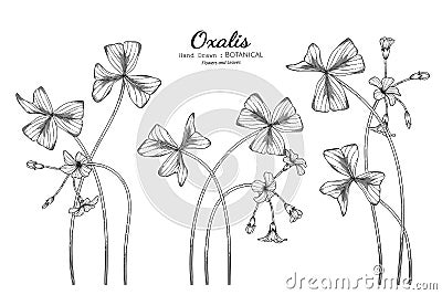 Oxalis Flower And Leaf Hand Drawn Botanical Illustration With Line Art ...