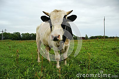 Oxen Royalty Free Stock Photo - Image: 6062535