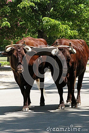 Oxen Royalty Free Stock Images - Image: 6201839