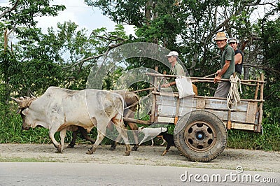 Oxen Pulling The Cart Editorial Stock Photo - Image: 28886843