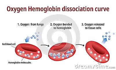 Hemoglobin molecule stock vector. Illustration of human - 77680226