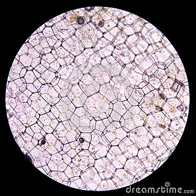 Oyster Plant Cells. Plant Cells Under Microscope Stock Image ...